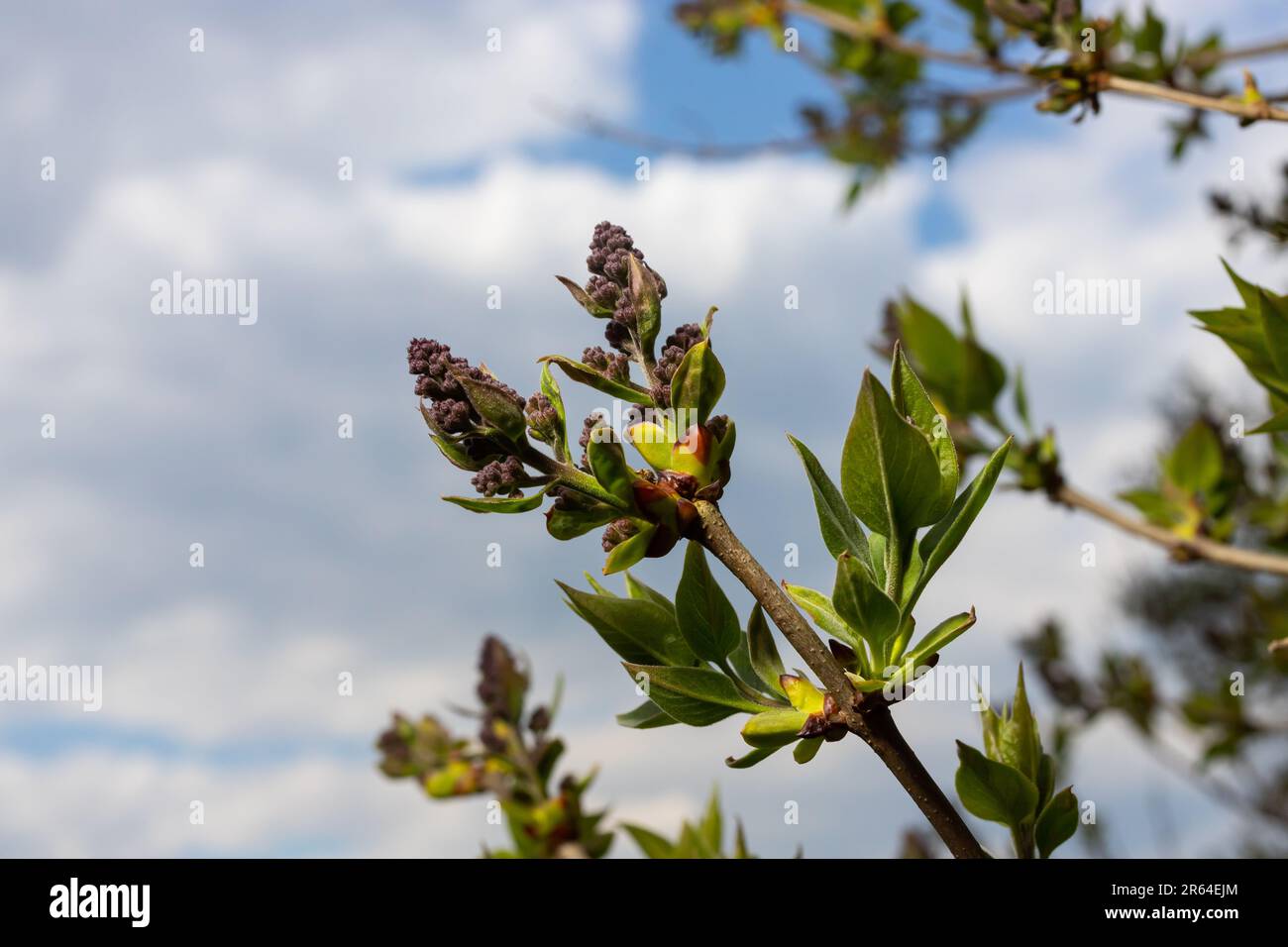 Branches with Lilac buds. Purple Syringa tree flower. Young leaves and ...