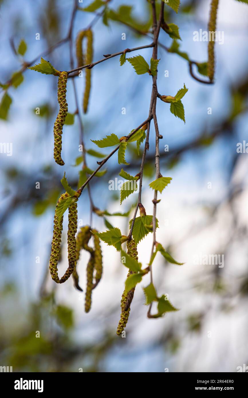 Close up view of flowering yellow catkins on a river birch tree betula ...