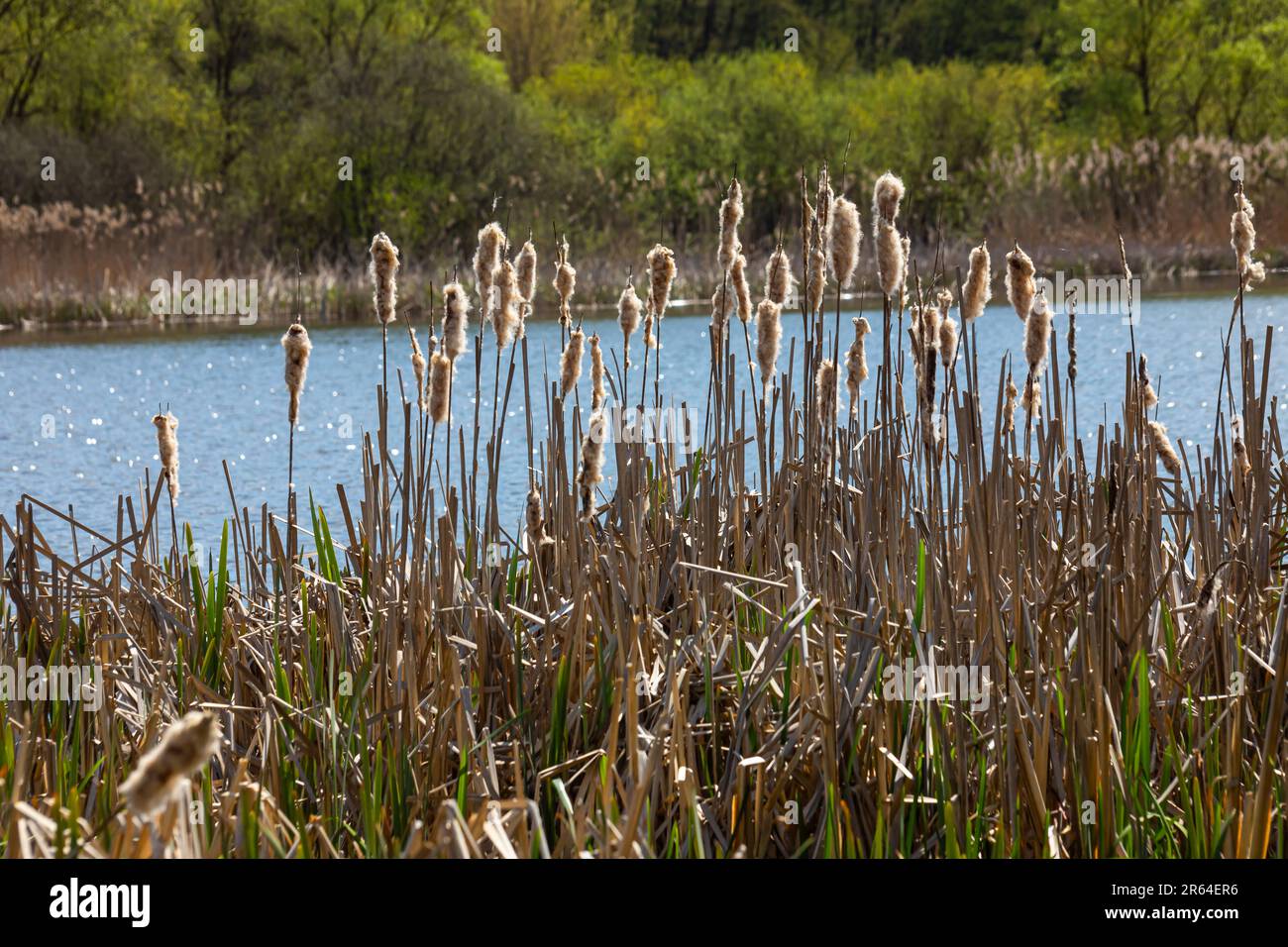 Cattails bulrush Typha latifolia beside river. Closeup of blooming ...