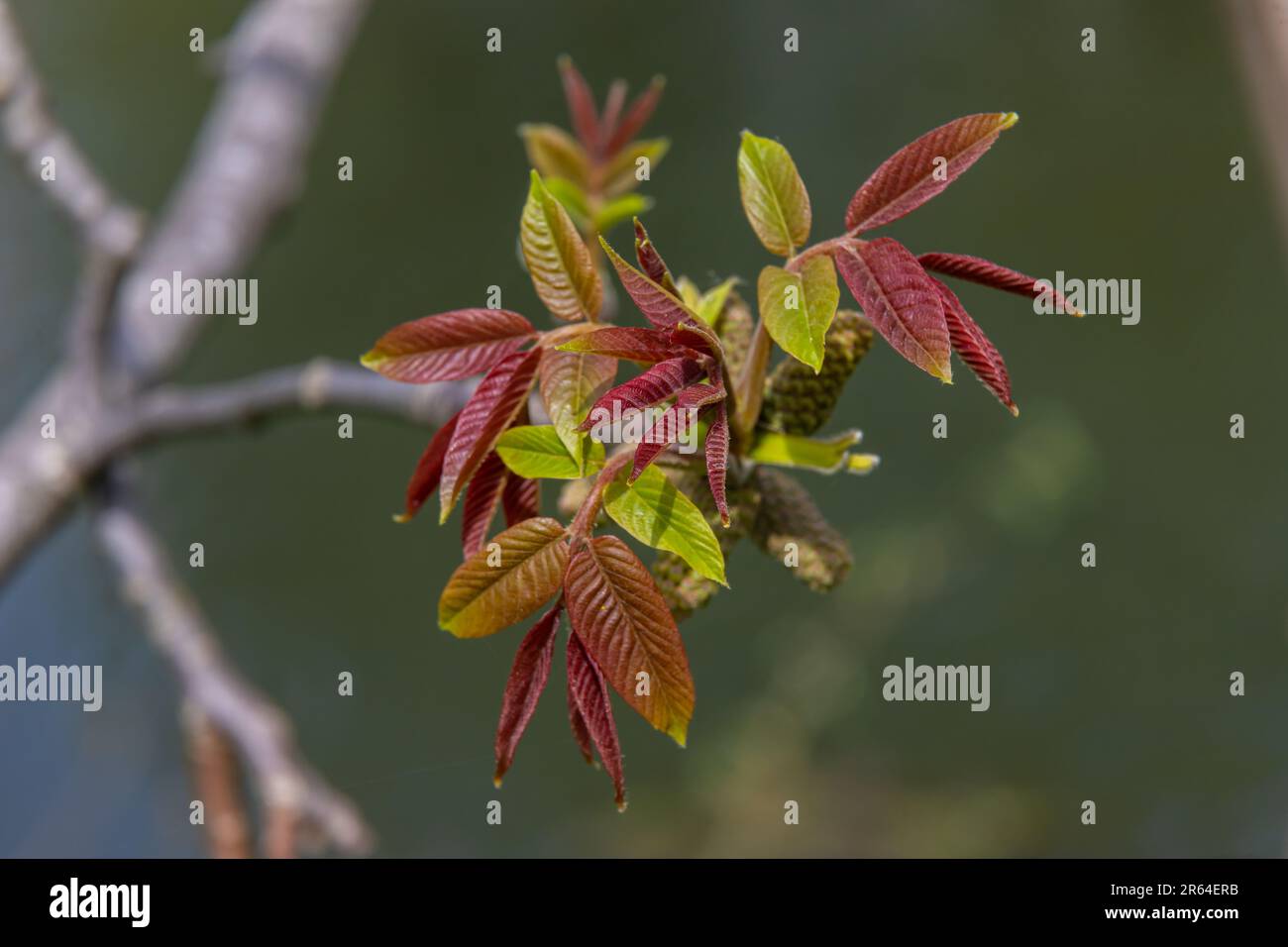 Walnut twig in spring, Walnut tree leaves and catkins close up. Walnut ...