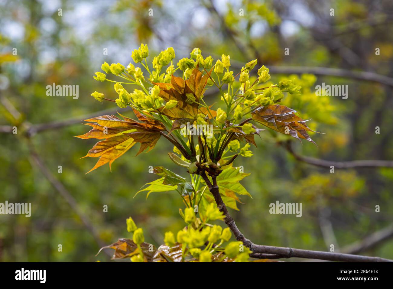 The maple Acer platanoides blooms before the leaves bloom. Yellow ...