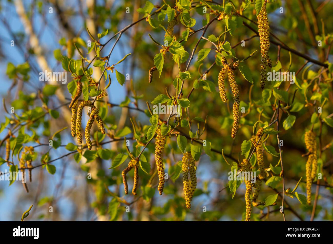 Close up view of flowering yellow catkins on a river birch tree betula ...
