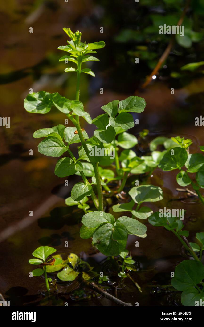 Cardamine amara, known as large bitter-cress. Spring forest. floral ...