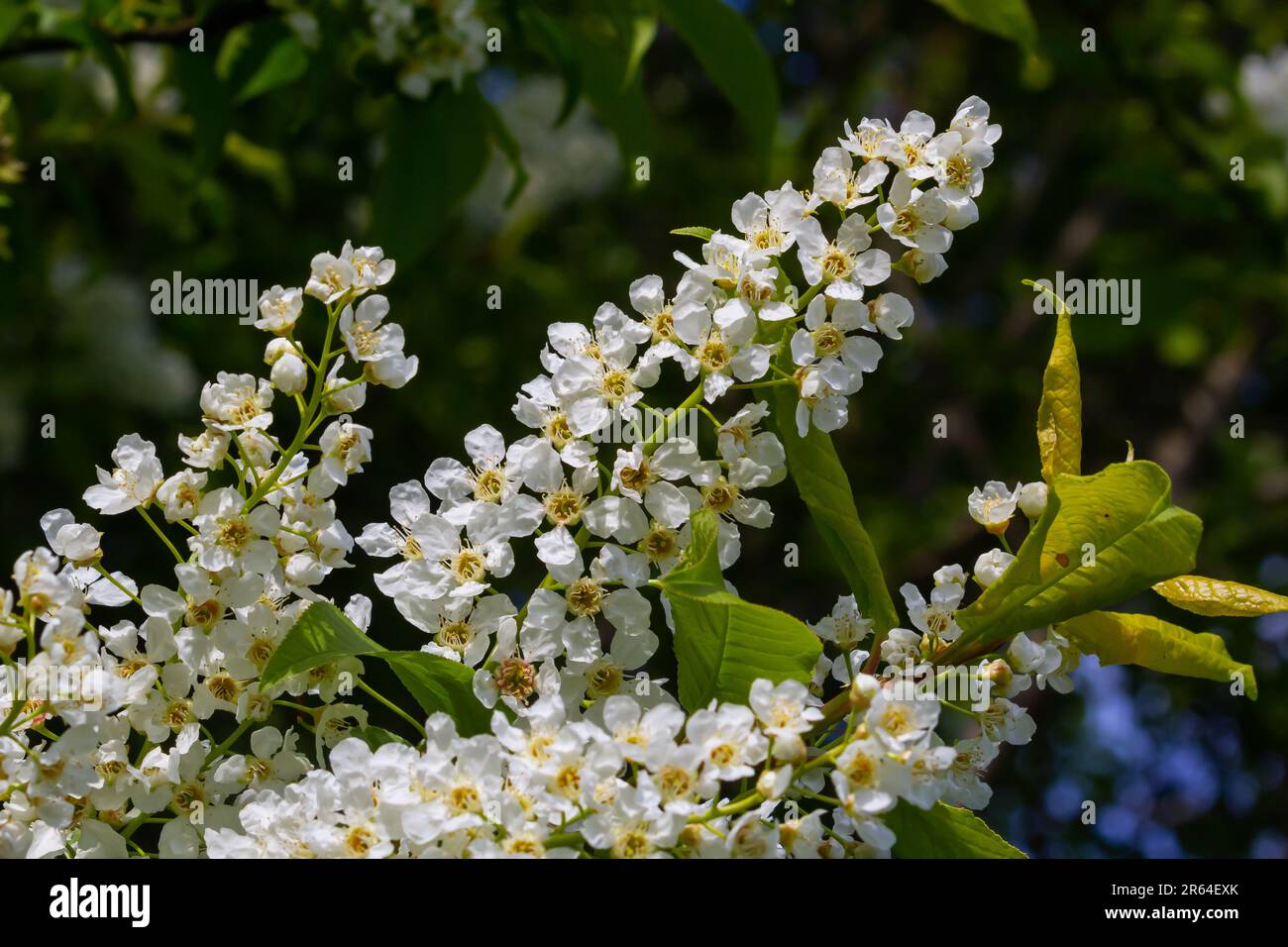 Blooming hackberry tree hi-res stock photography and images - Alamy