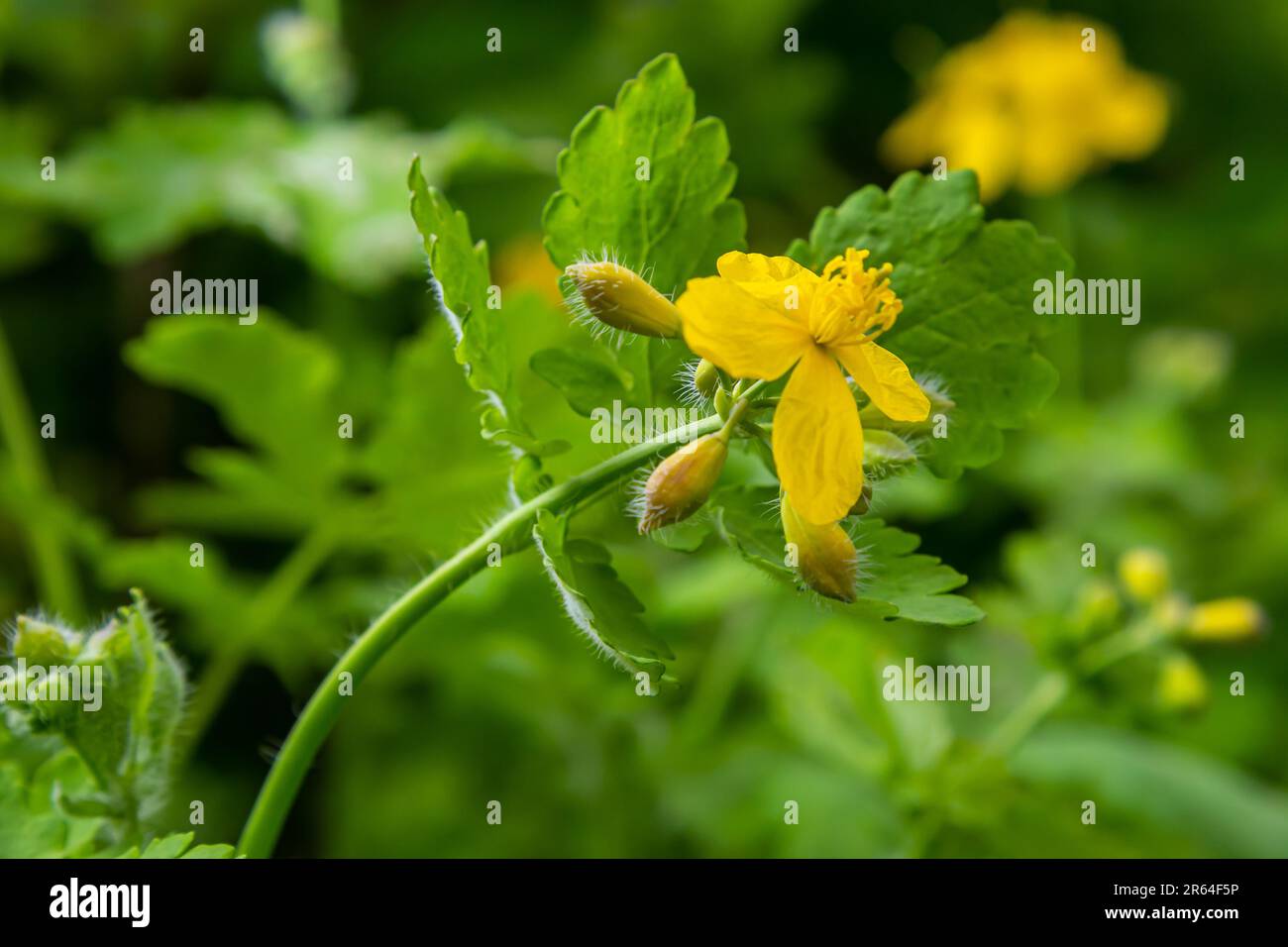 Macro photo of nature yellow flowers of celandine. Background blooming ...