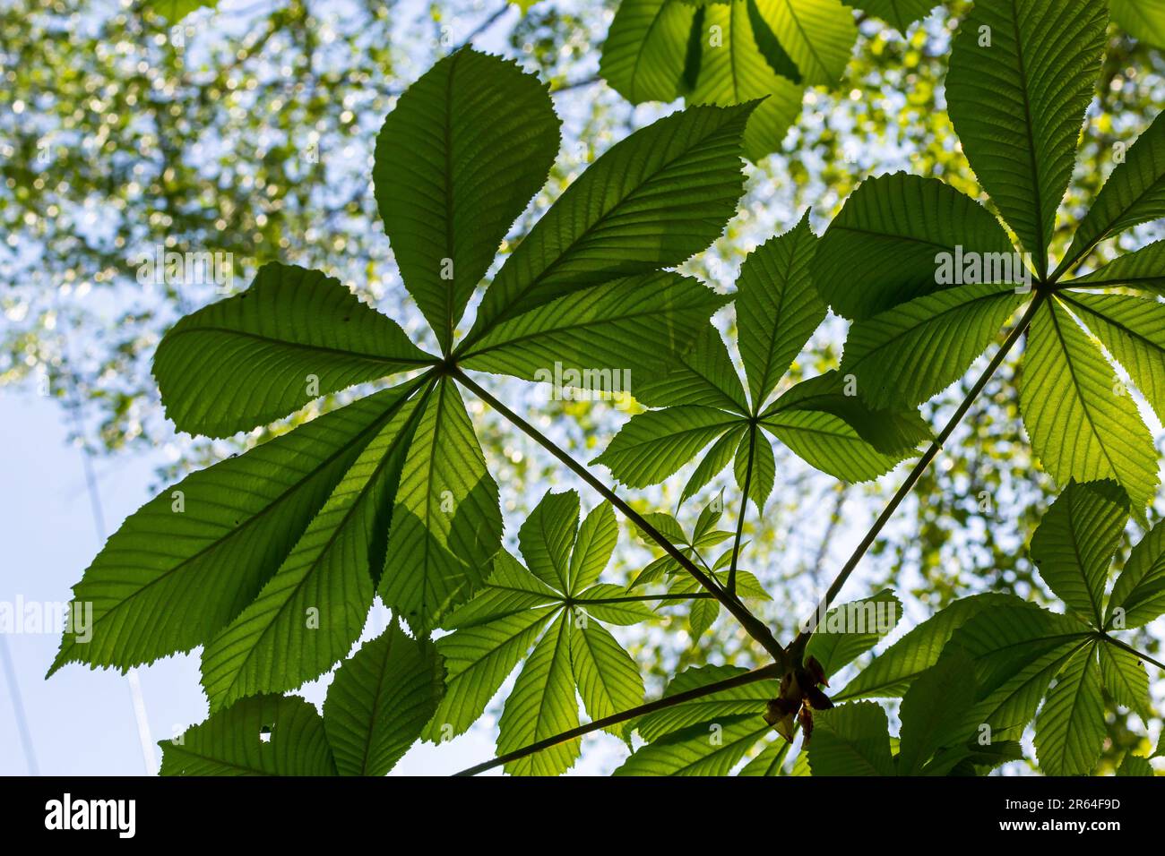 Green Chestnut Leaves in beautiful light. Spring season, spring colors ...