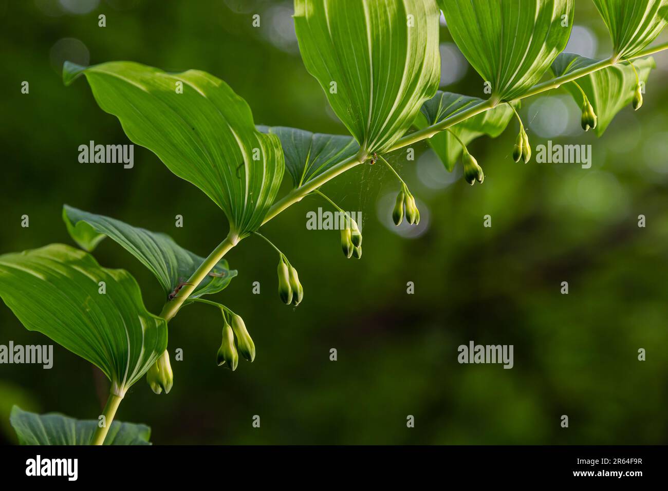 Polygonatum multiflorum, the Solomon's seal, David's harp, ladder-to ...
