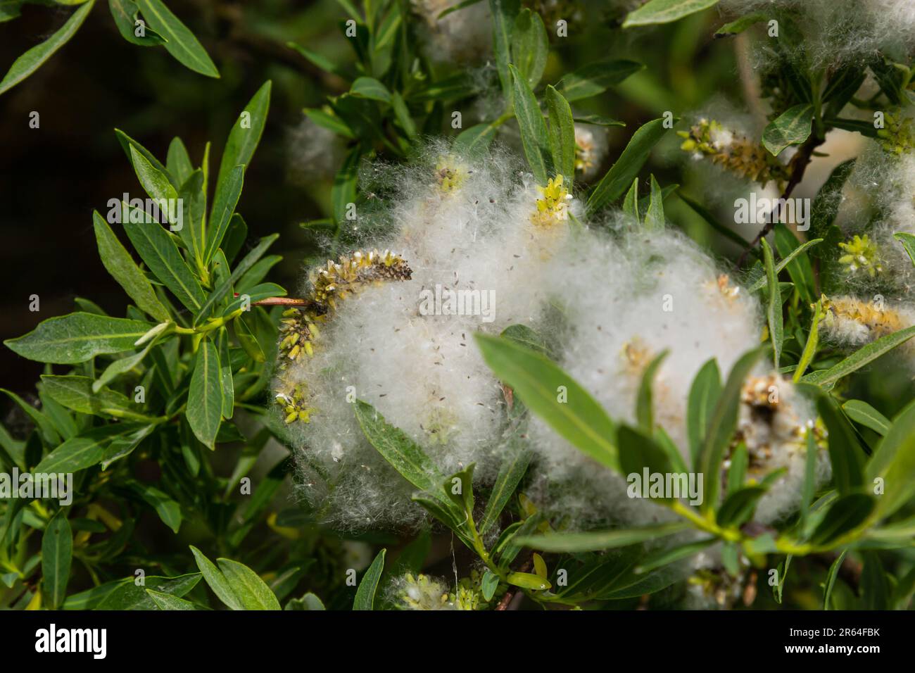 Salix atrocinerea. Close-up of a jack salce branch with the mature ...