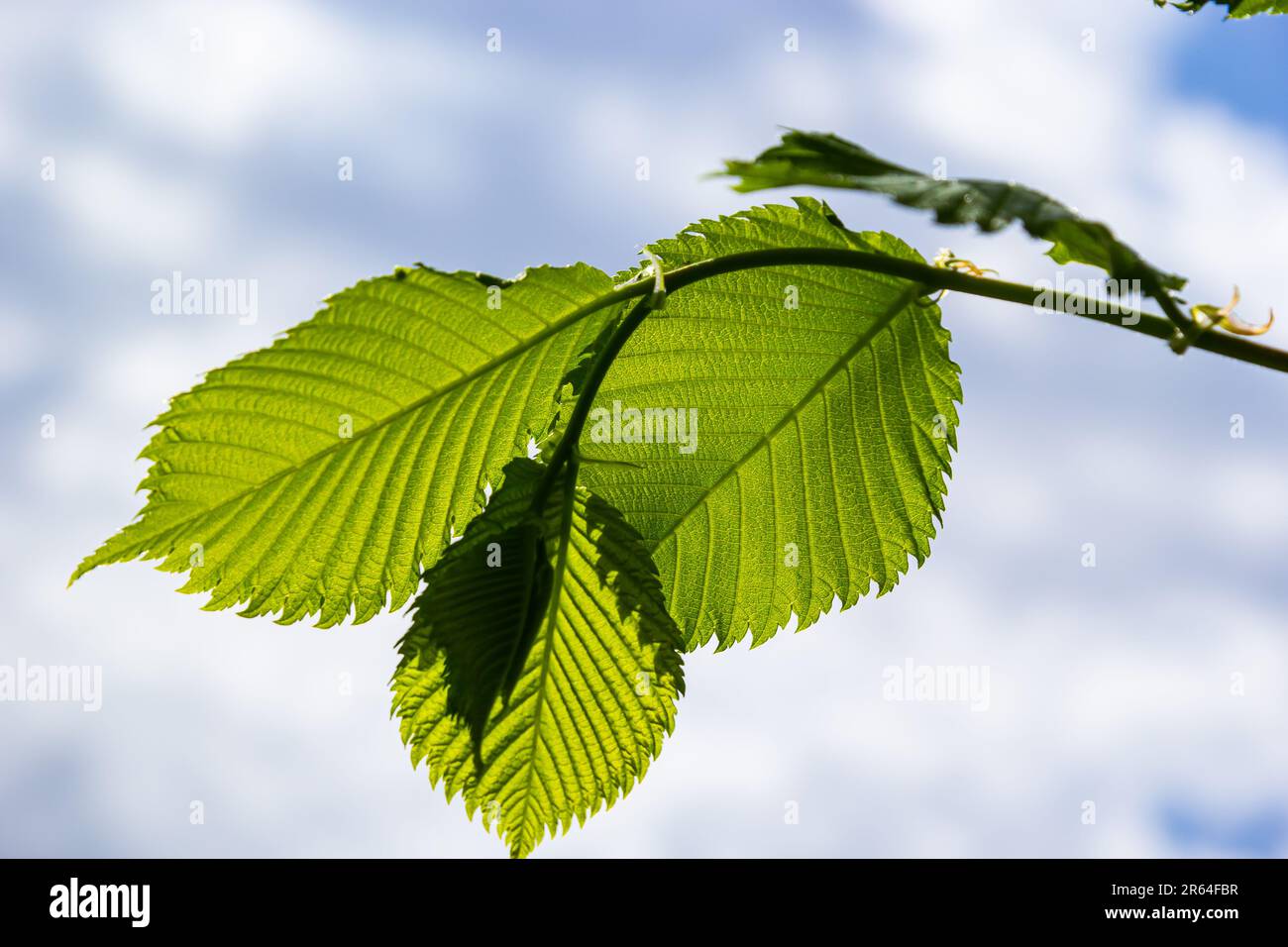 Hornbeam leaf in the sun. Hornbeam tree branch with fresh green leaves ...