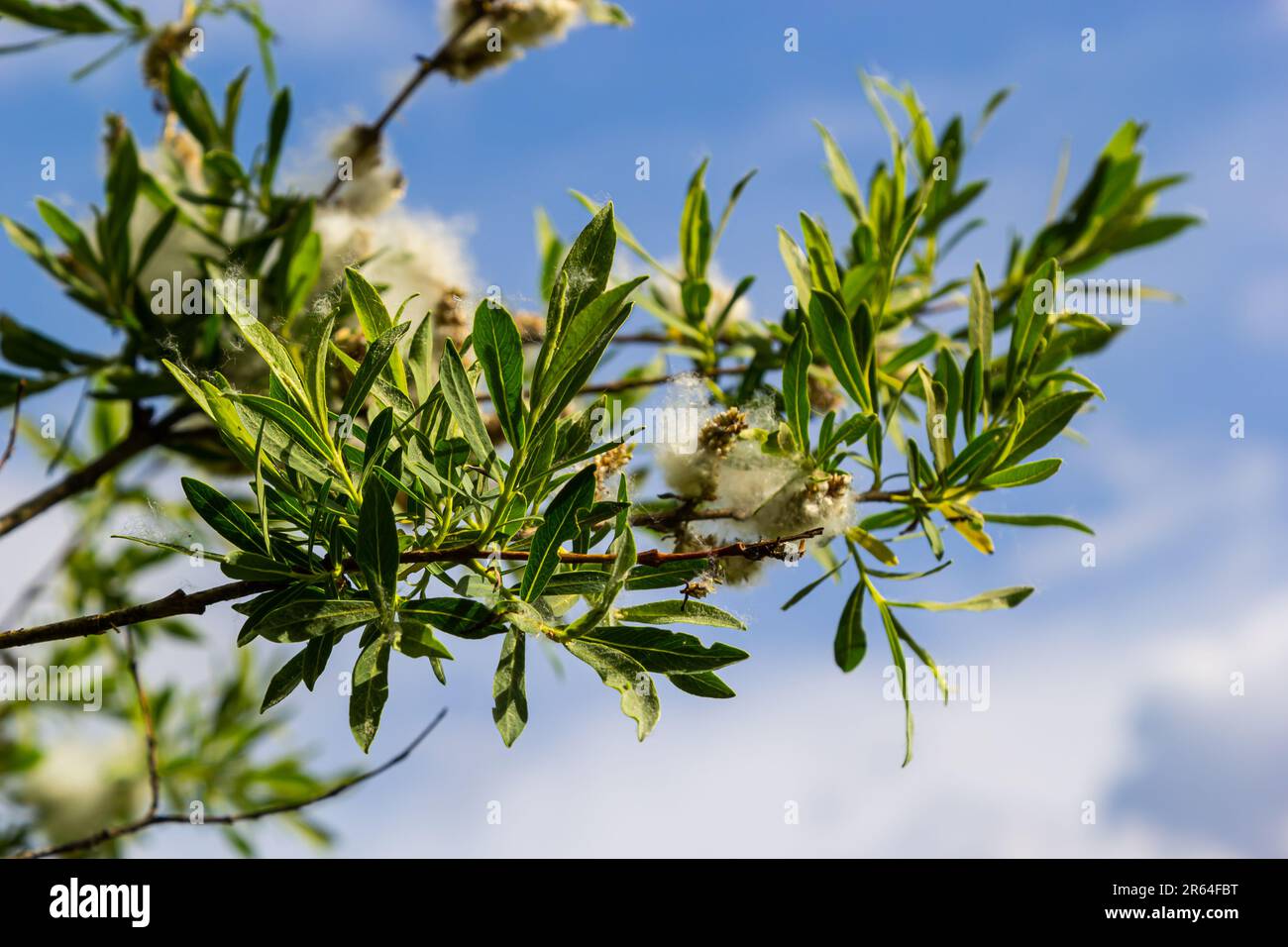 Salix atrocinerea. Close-up of a jack salce branch with the mature ...