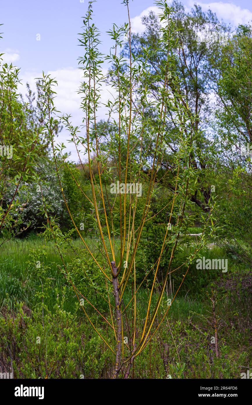 the young willow shoots have already changed color in the spring ...
