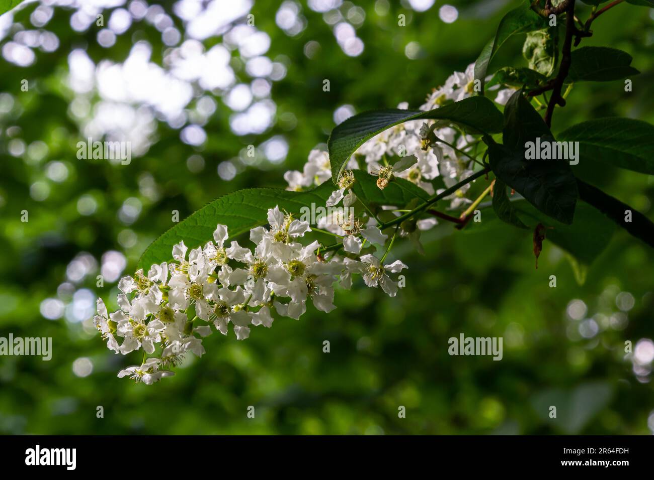 Bird cherry in bloom, spring nature background. White flowers on green ...