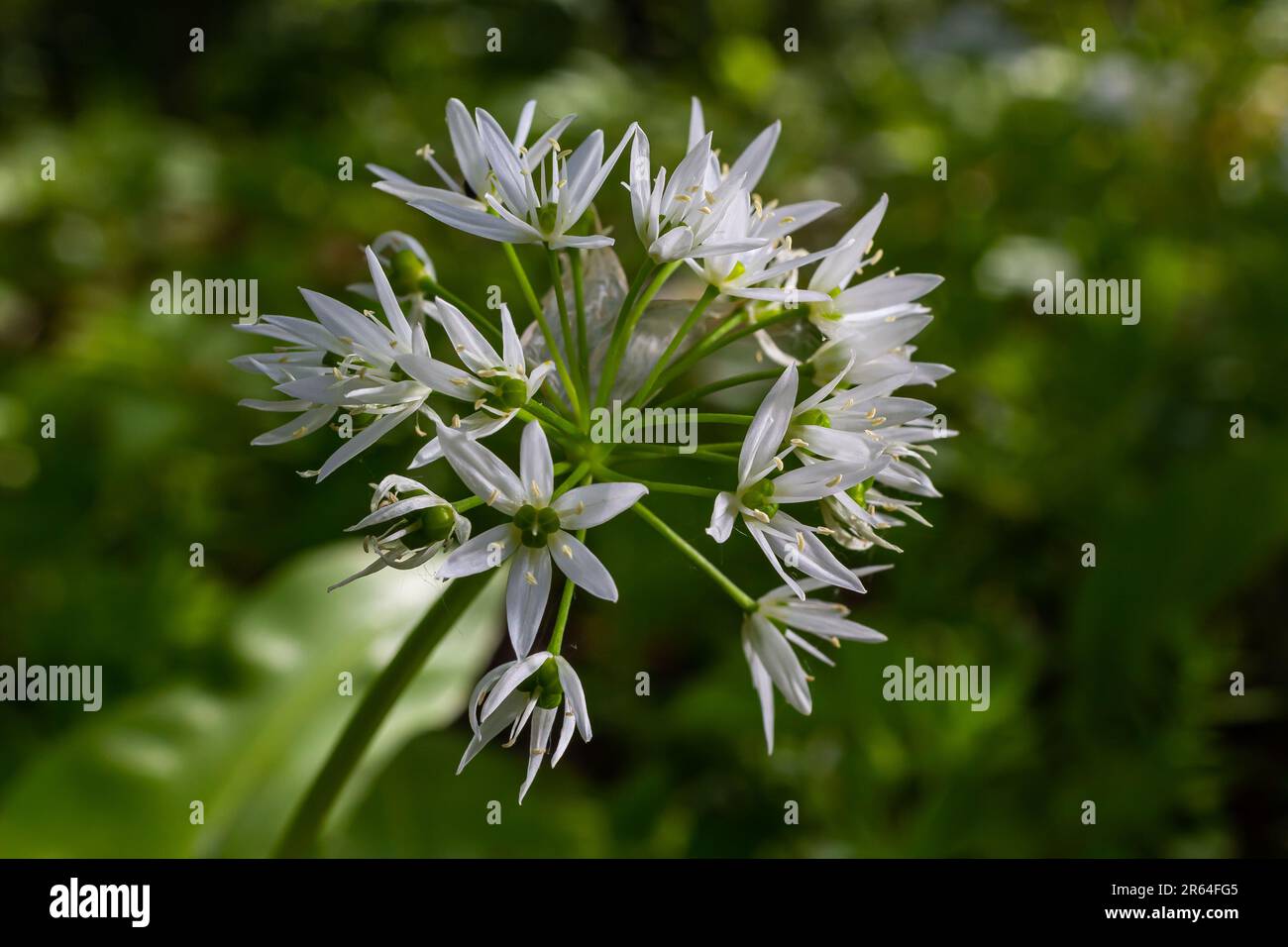 Beautiful blooming white flowers of ramson - wild garlic Allium ursinum ...