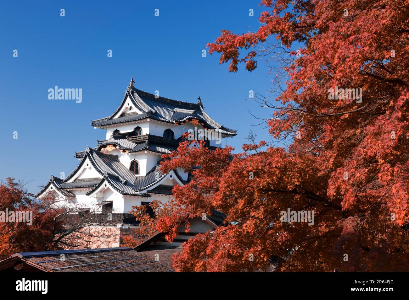 Fall foliage and the Hikone Castle Stock Photo - Alamy