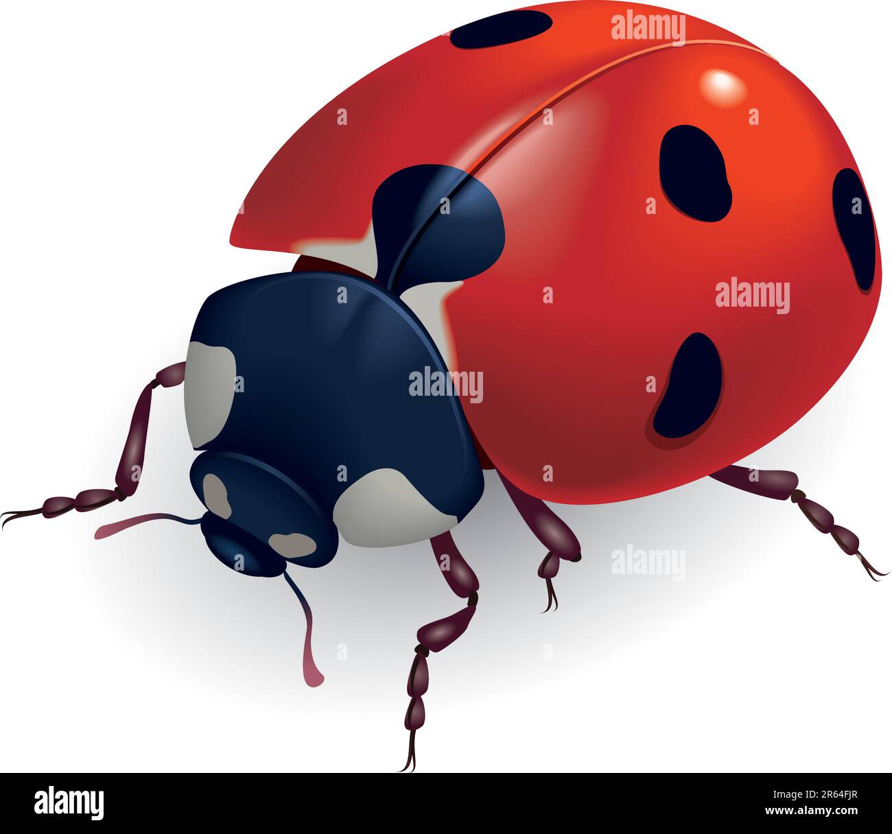 Vector illustration of crawling Ladybug Stock Vector Image & Art - Alamy