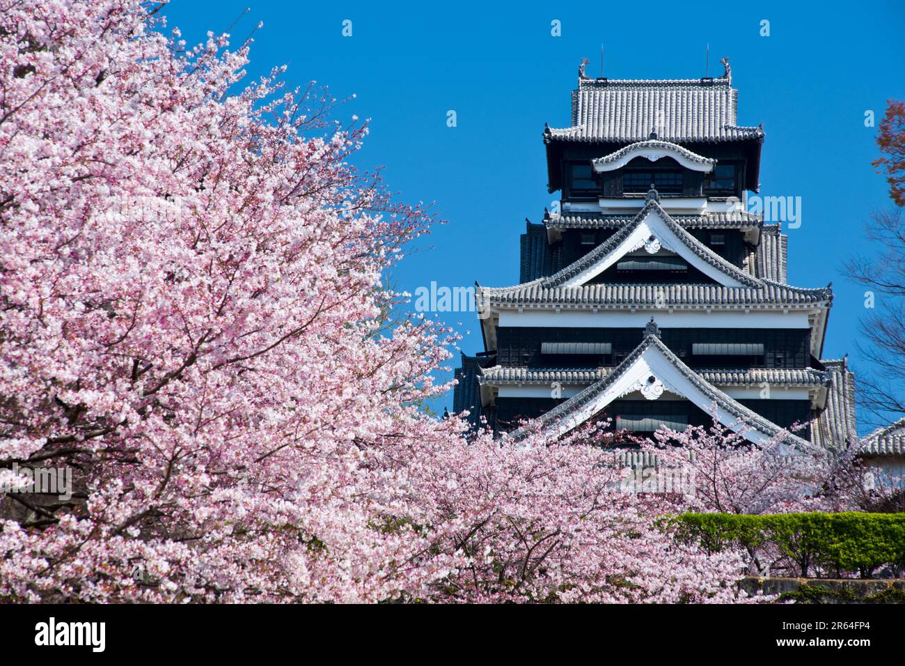 Cherry blossoms Kumamoto Castle Stock Photo - Alamy