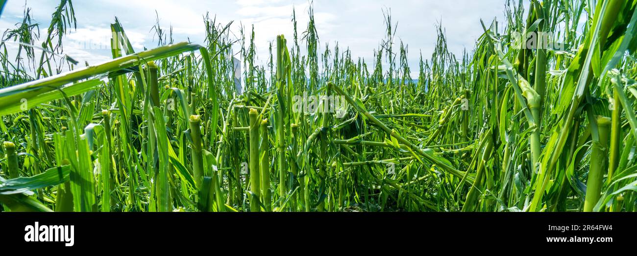 heavy storm and hail destroyed agricultural field Stock Photo - Alamy