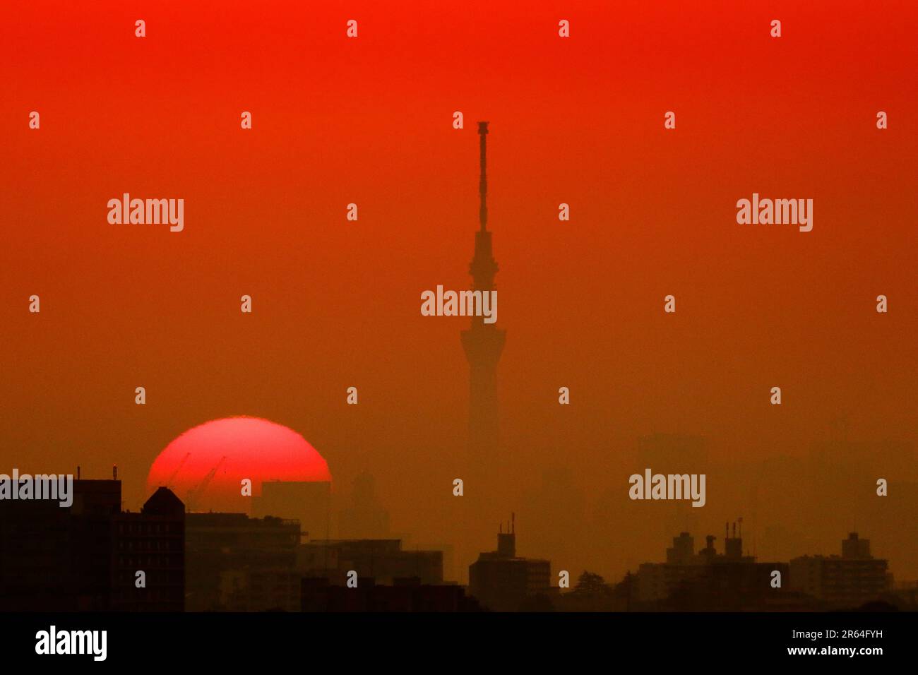 Morning sun and Sky Tree Stock Photo - Alamy