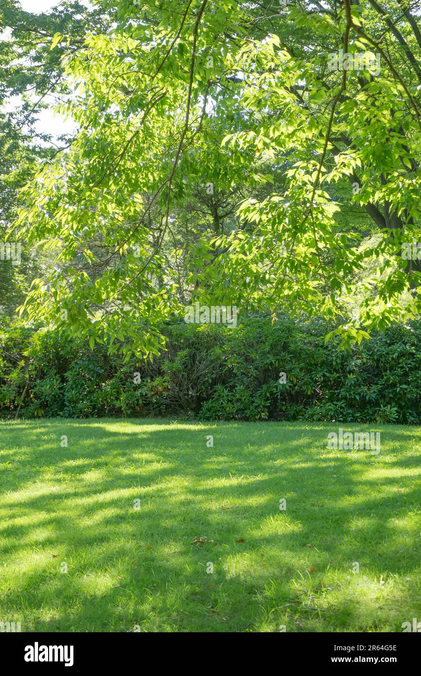 Shade of trees in summer Stock Photo - Alamy
