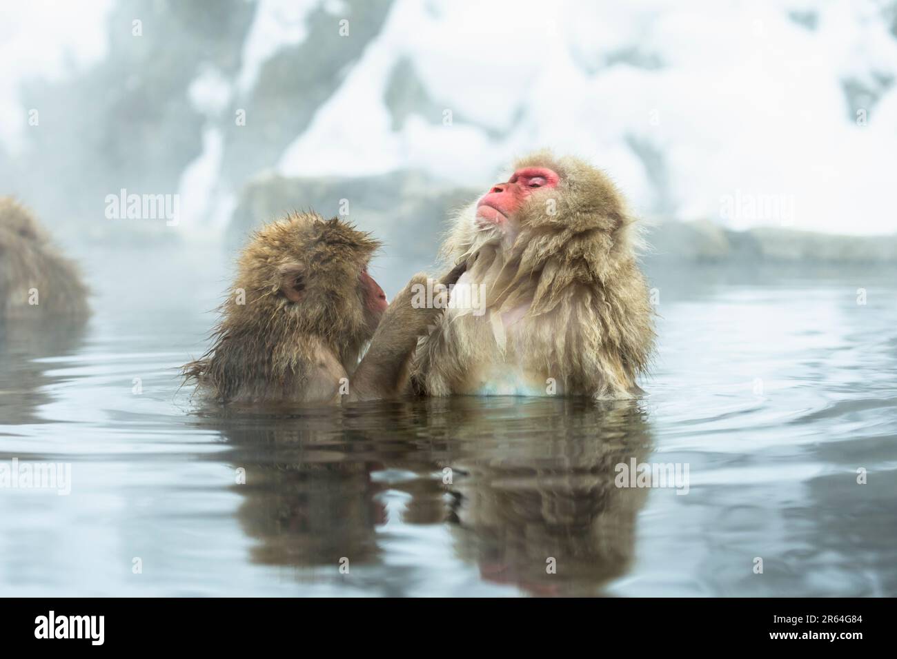 Hot springs macaque hi-res stock photography and images - Alamy