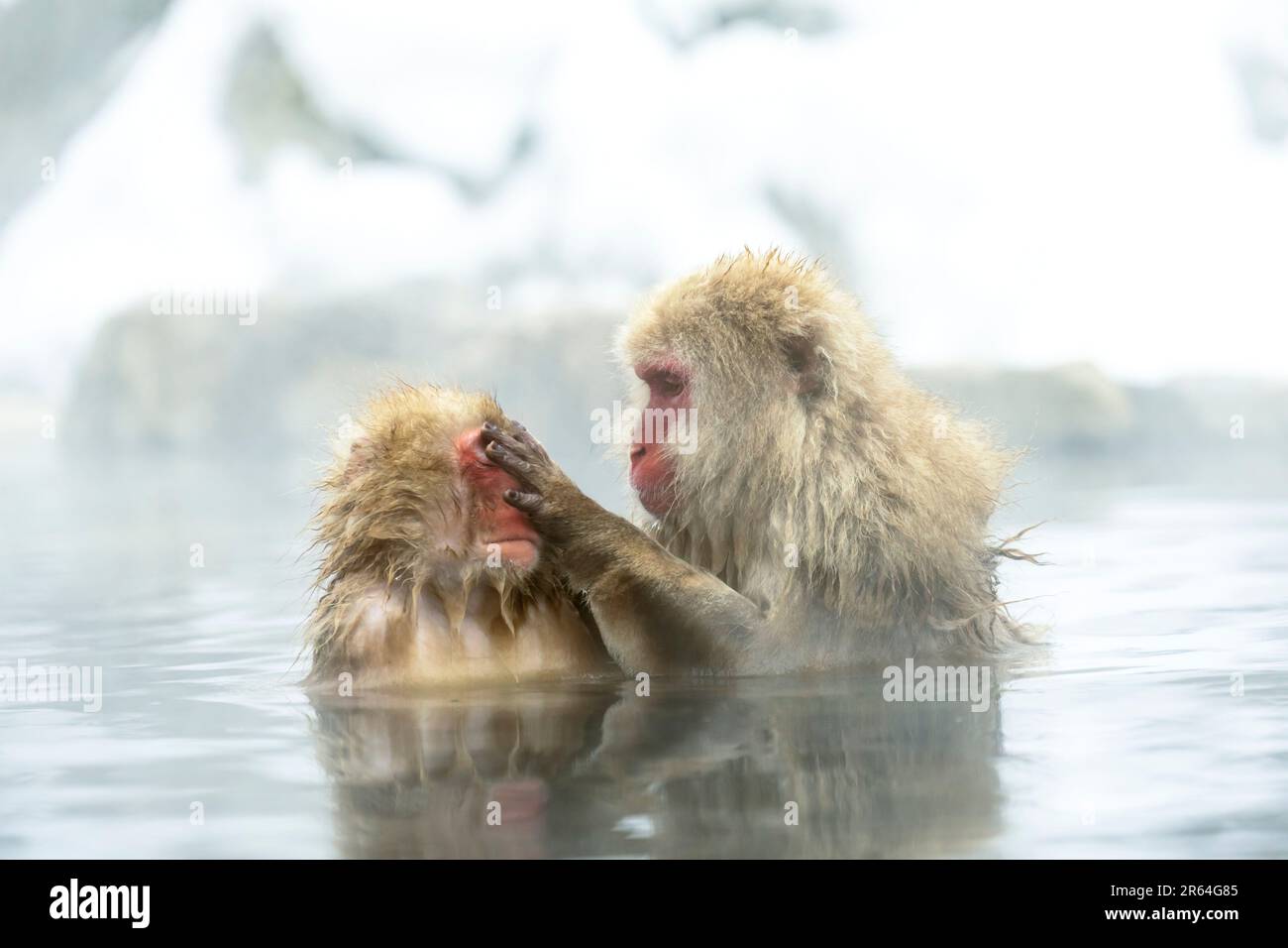 Japanese macaque grooming its fur in a hot spring Stock Photo - Alamy