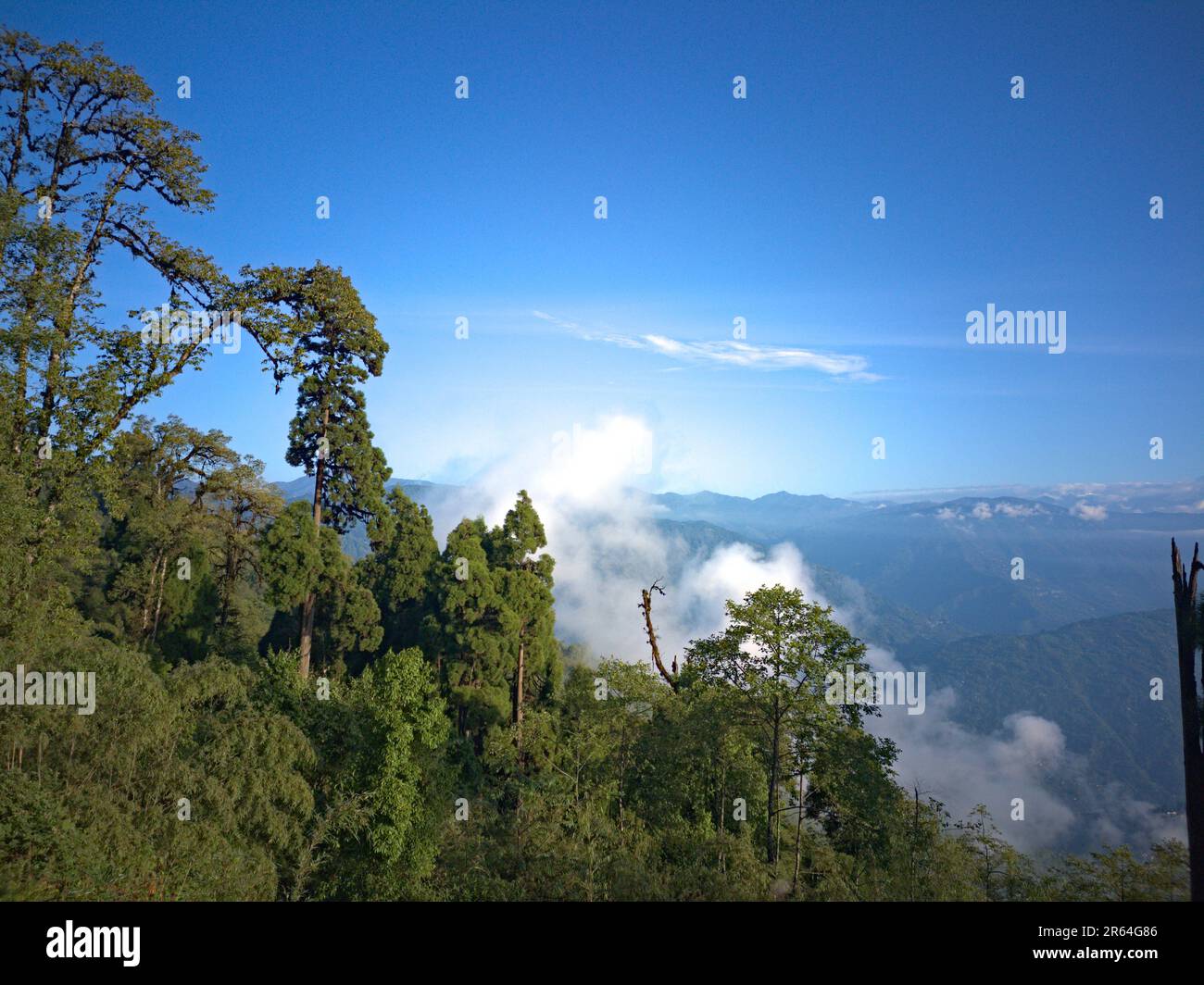 Aerial sun mountain pine forest hi-res stock photography and images - Alamy