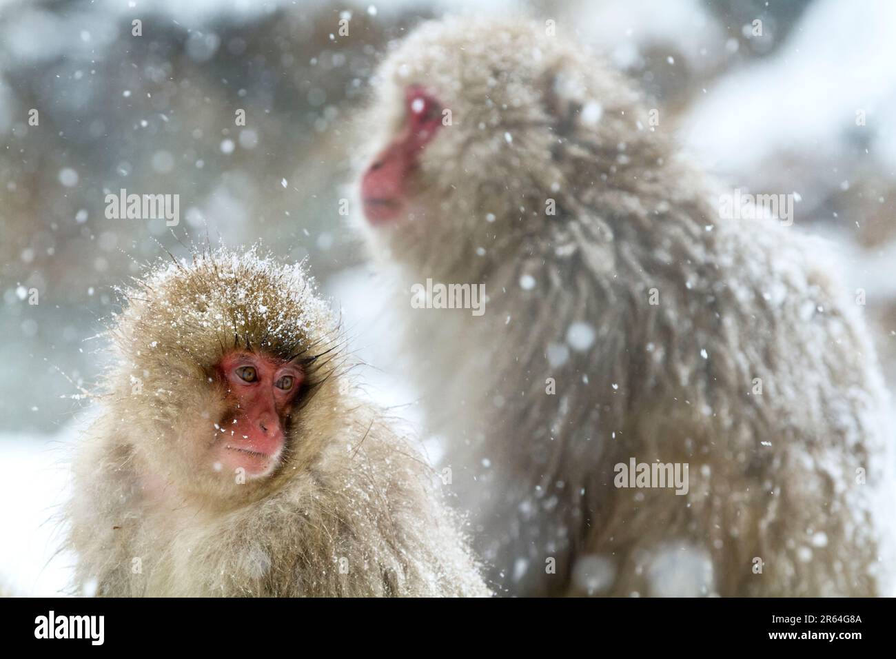 Enduring the cold hi-res stock photography and images - Alamy