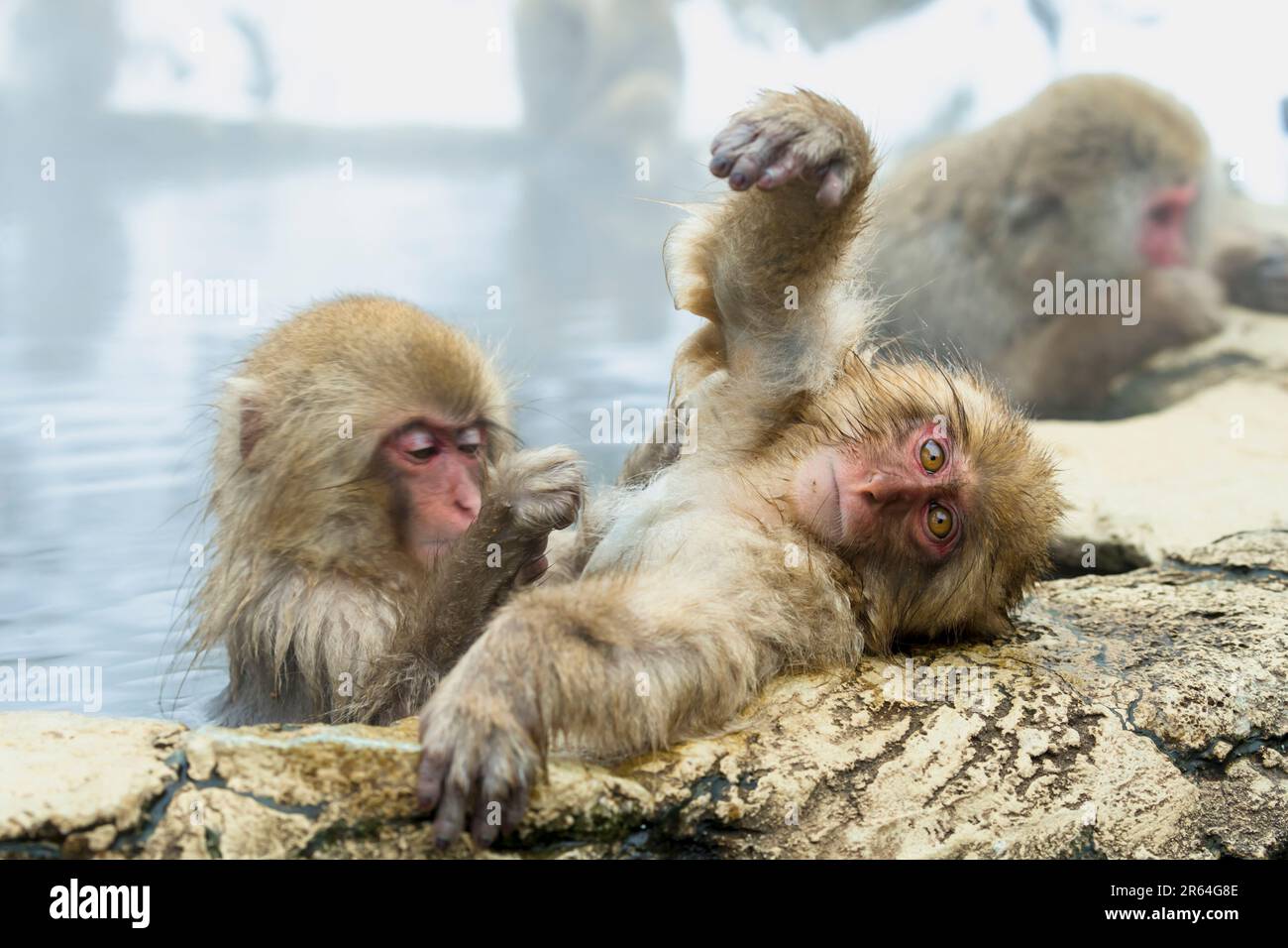 A baby monkey grooming its hair in a hot spring Stock Photo - Alamy