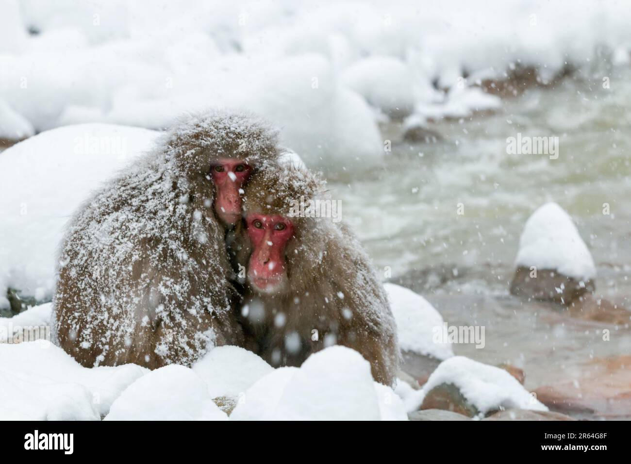 Enduring the cold hi-res stock photography and images - Alamy
