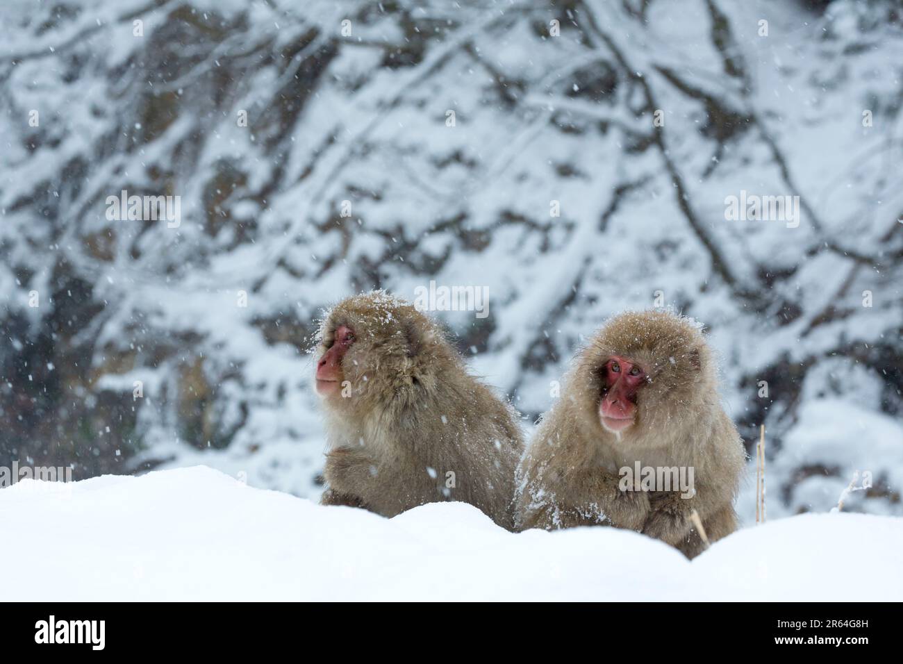 Enduring the cold hi-res stock photography and images - Alamy