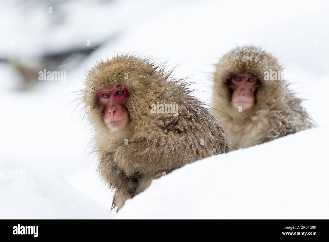 Cold monkey hi-res stock photography and images - Alamy