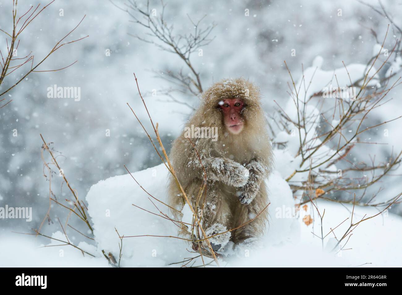Japanese macaque enduring the cold Stock Photo - Alamy