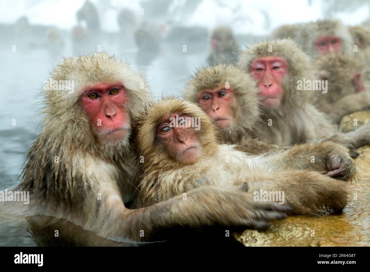 Japanese monkey in Onsen hotspring Stock Photo - Alamy
