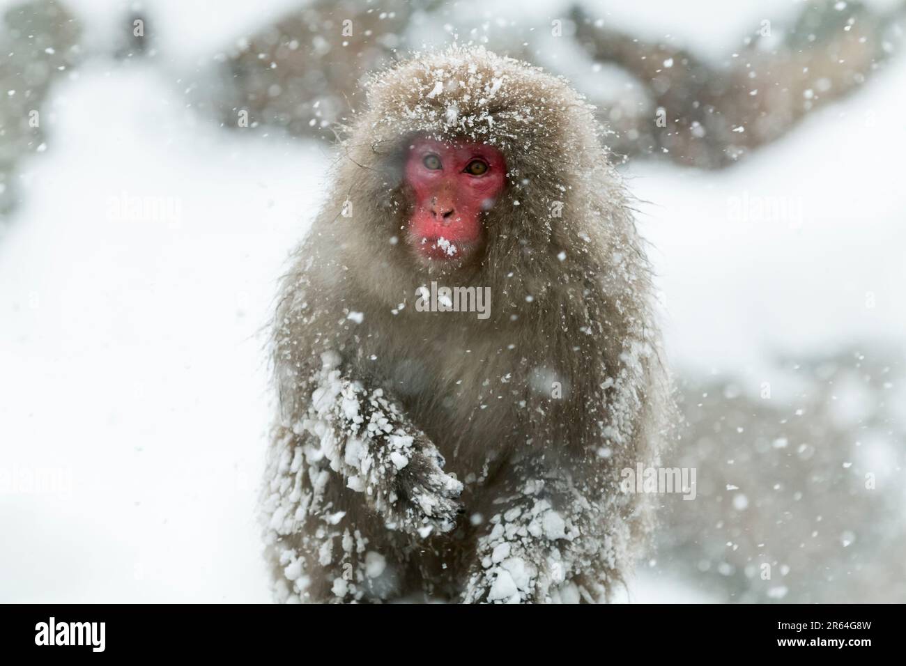 Enduring animal hi-res stock photography and images - Alamy