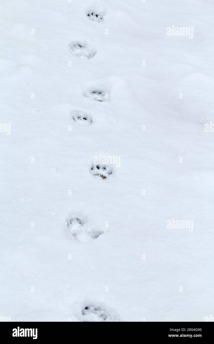 Japanese macaque footprints Stock Photo - Alamy