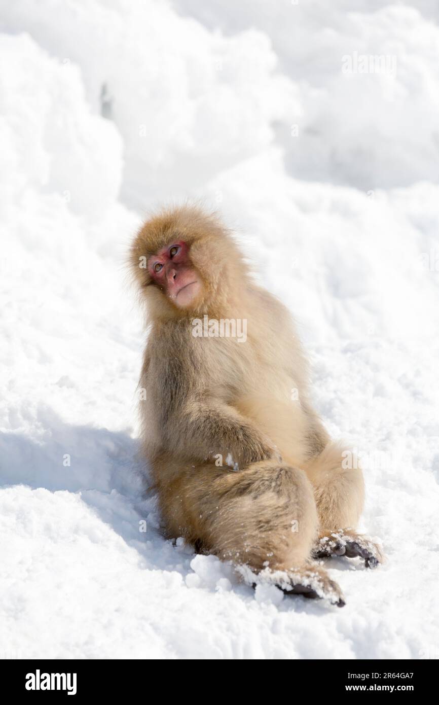 Japanese macaque monkeys basking in the sun Stock Photo - Alamy