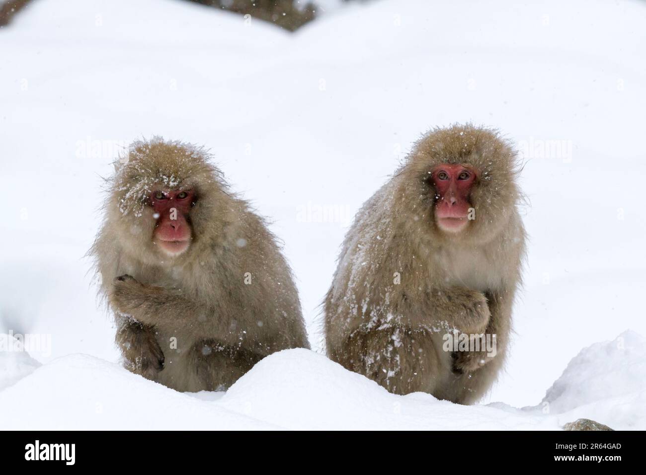 Japanese macaque enduring the cold Stock Photo - Alamy