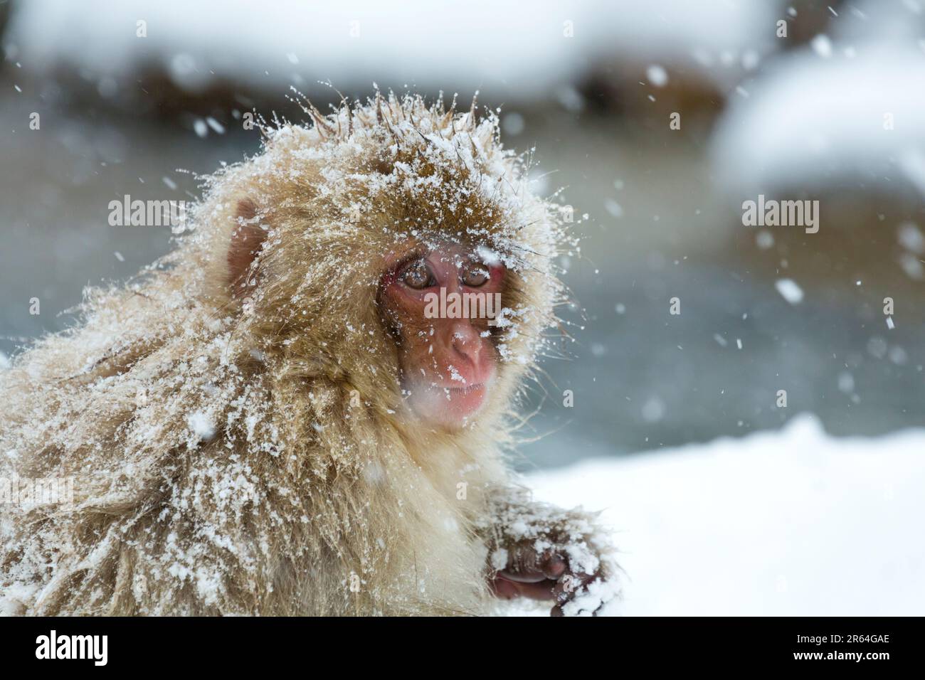 A baby monkey enduring the cold Stock Photo - Alamy