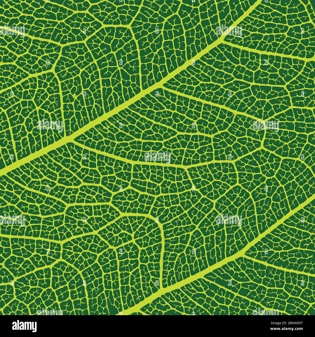 Vein detail Stock Vector Images - Alamy