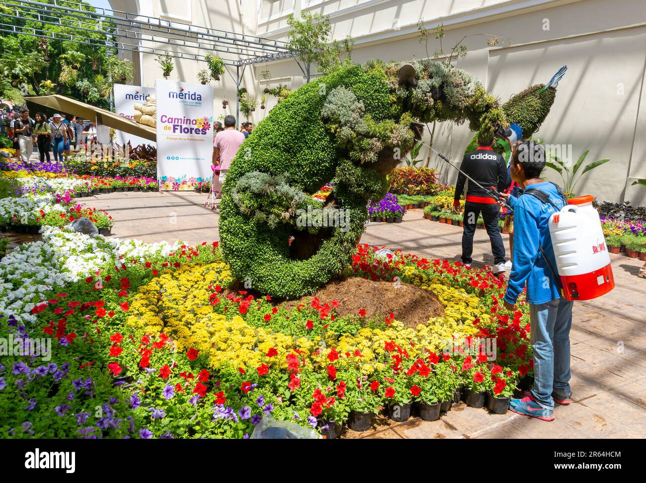 Person watering plants, Camino de Flores event, Street of Flowers ...