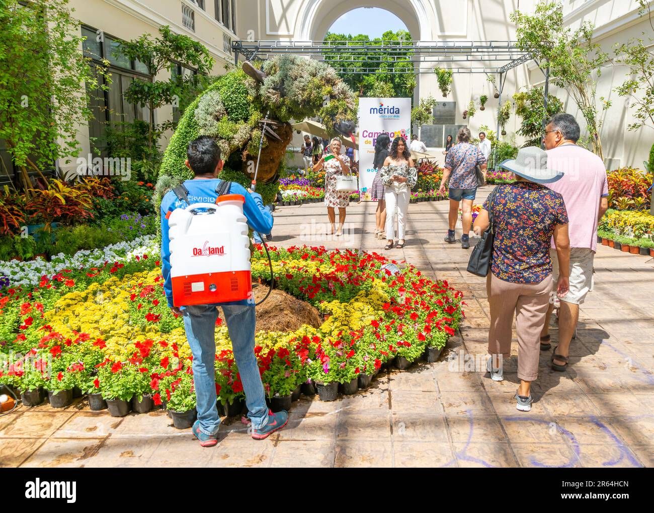 Person watering plants, Camino de Flores event, Street of Flowers ...