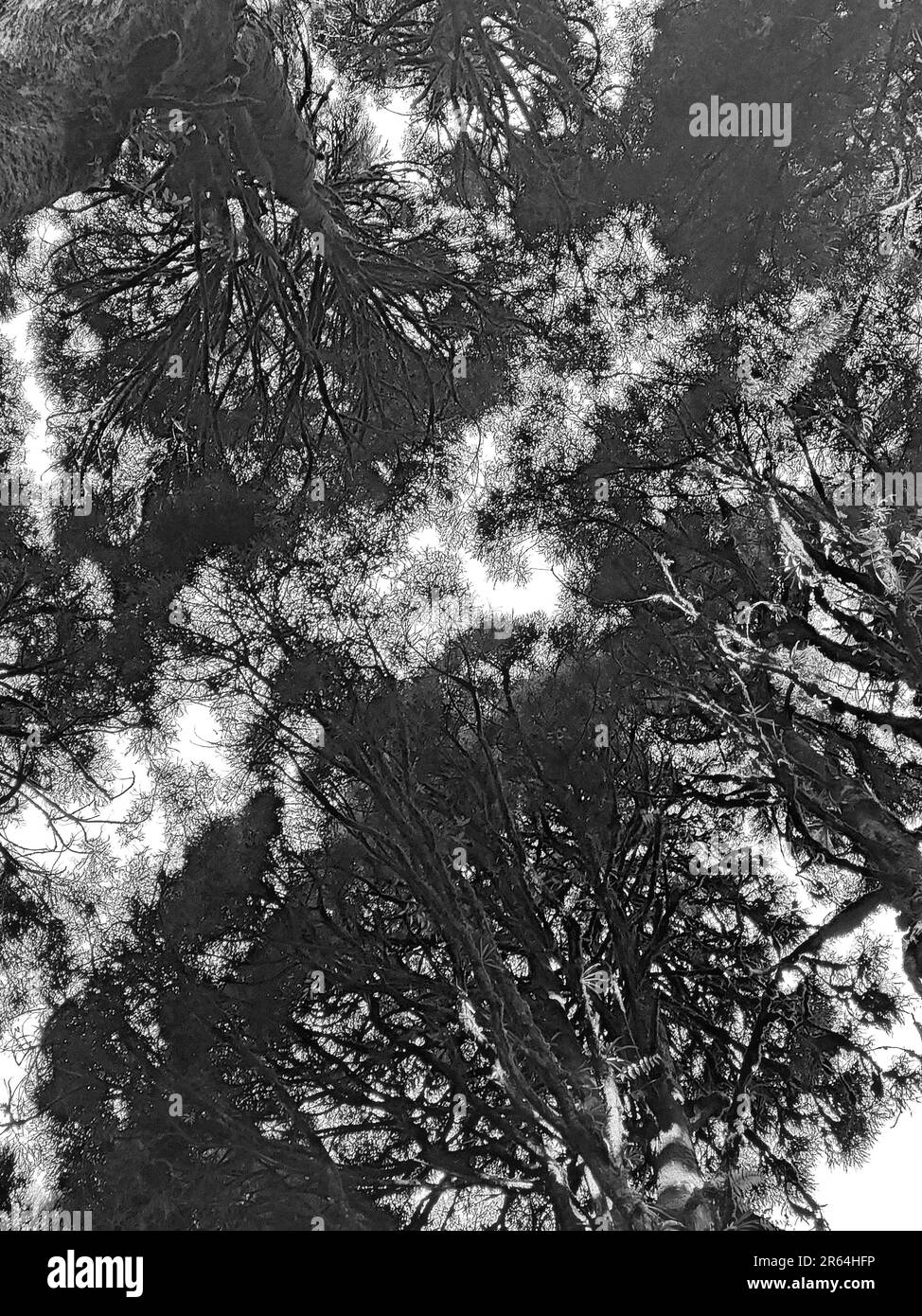 Natural forest aerial top view Black and White Stock Photos & Images ...