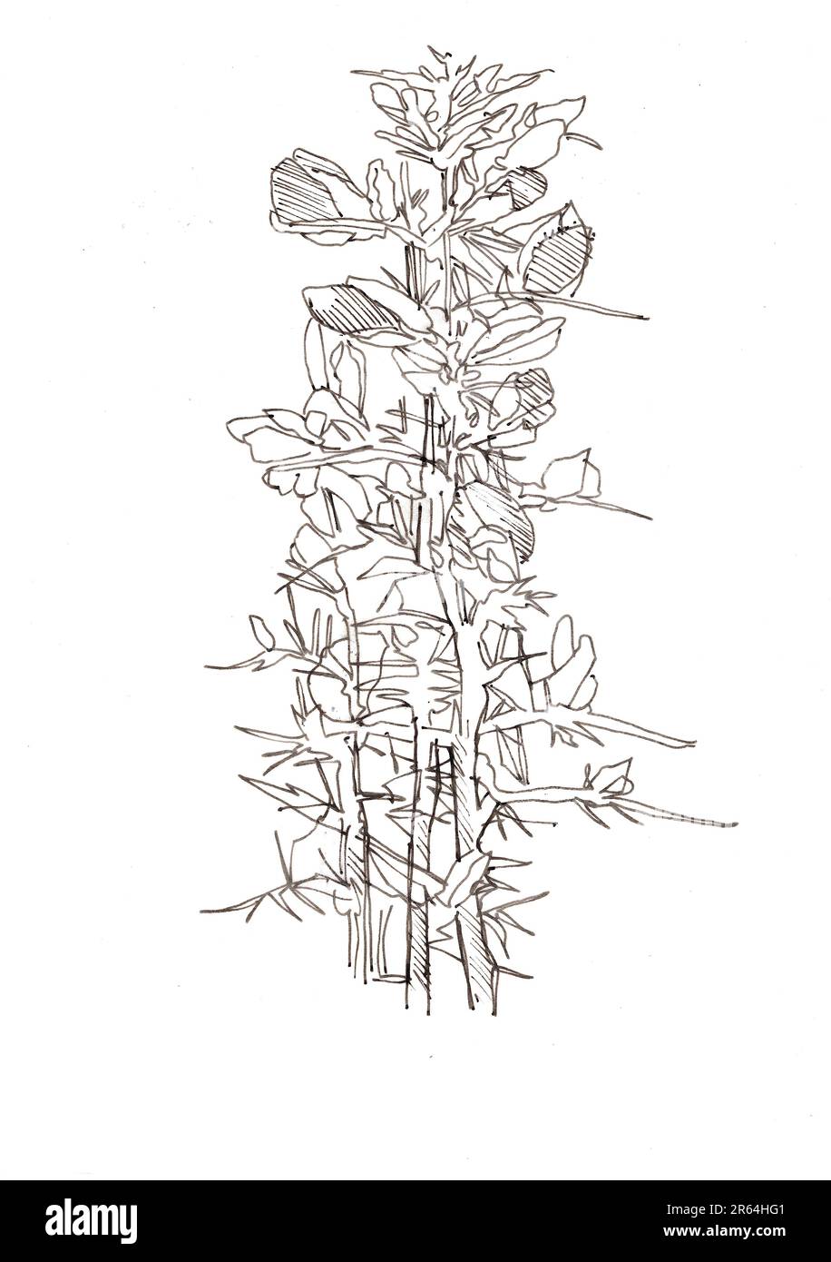 Black and white illustration of a gorse plant on a white background ...