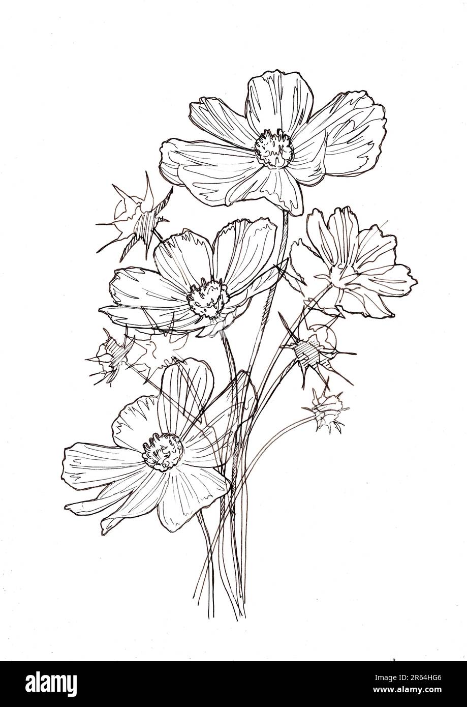Black and white illustration of cosmos flowers on a white background ...