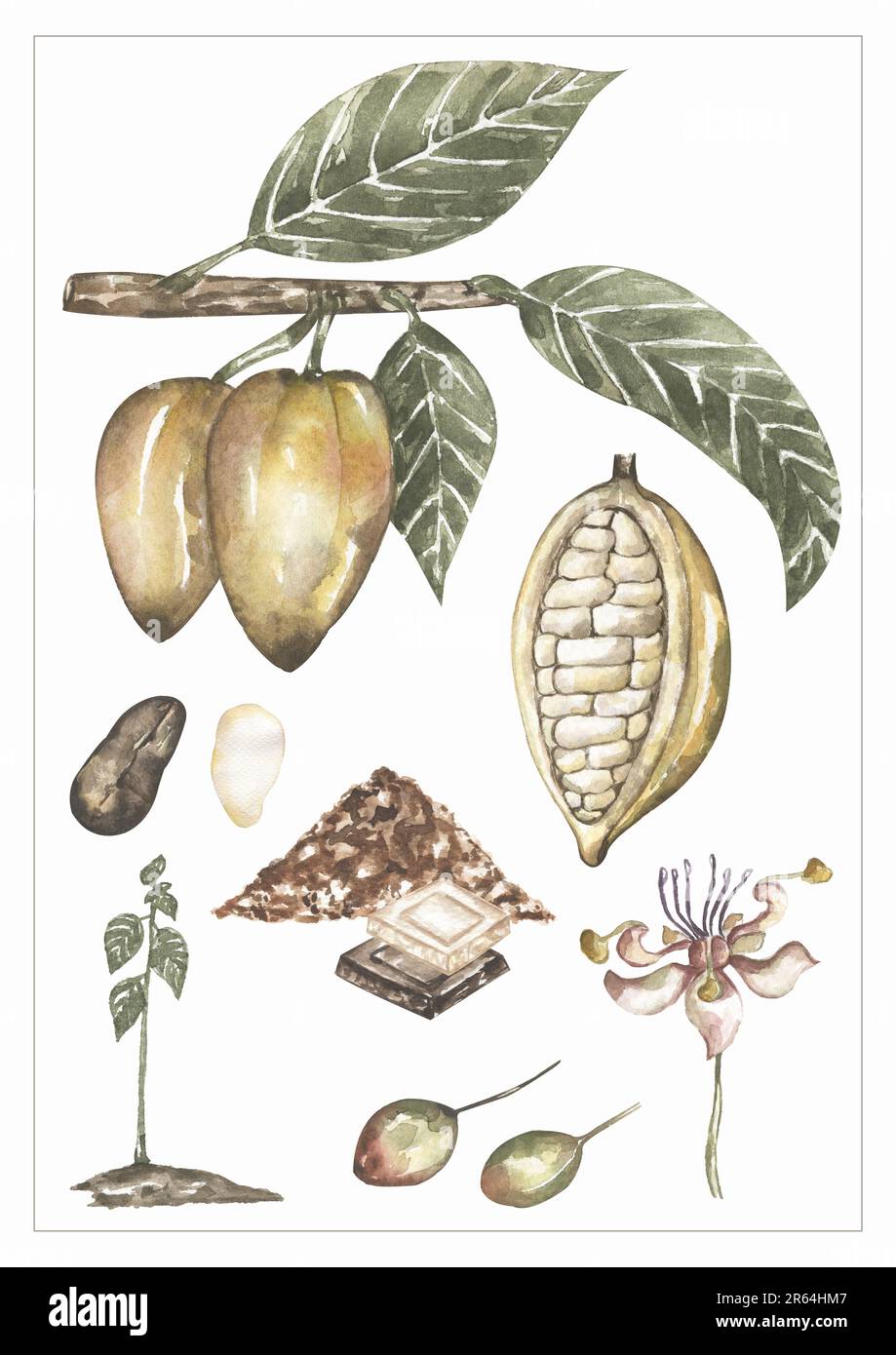 Watercolor vintage life cycle poster with cacao pod and leaves. Old ...