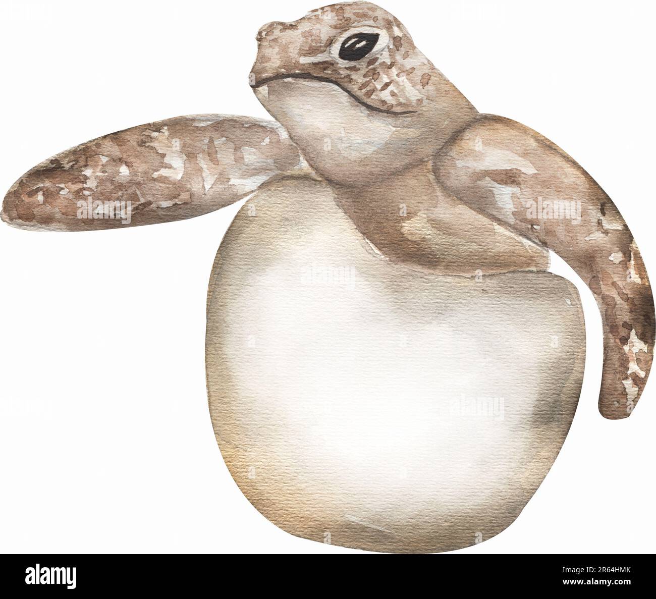 Watercolor sea little turtle in the egg, cub illustration, ocean animal ...