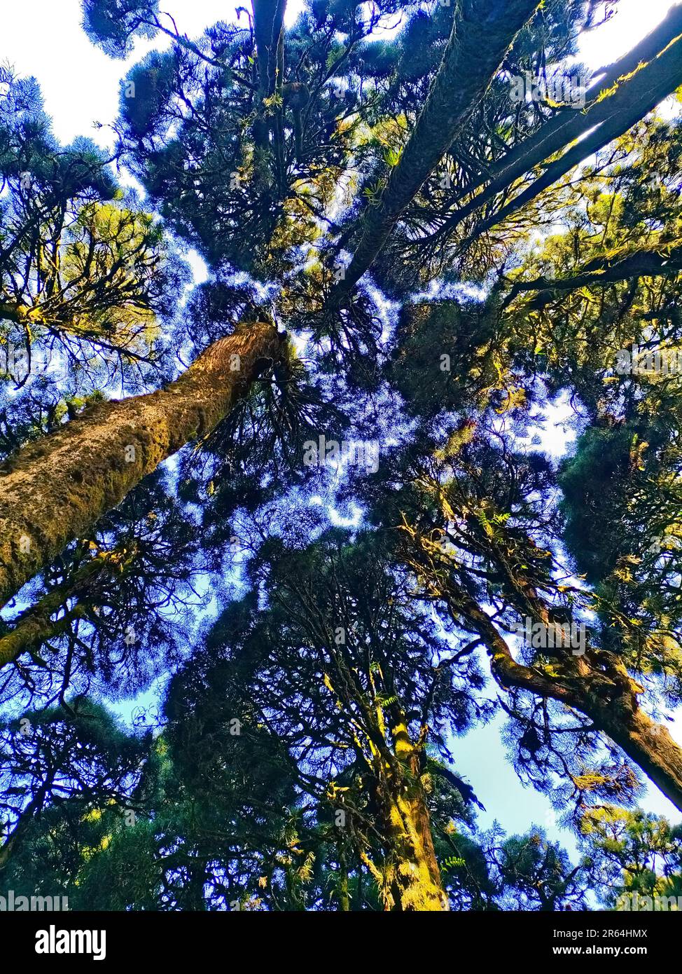 pine forest in a clear sunny bright day Stock Photo - Alamy