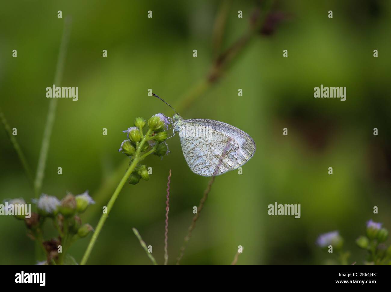 Niña asia hi-res stock photography and images - Alamy