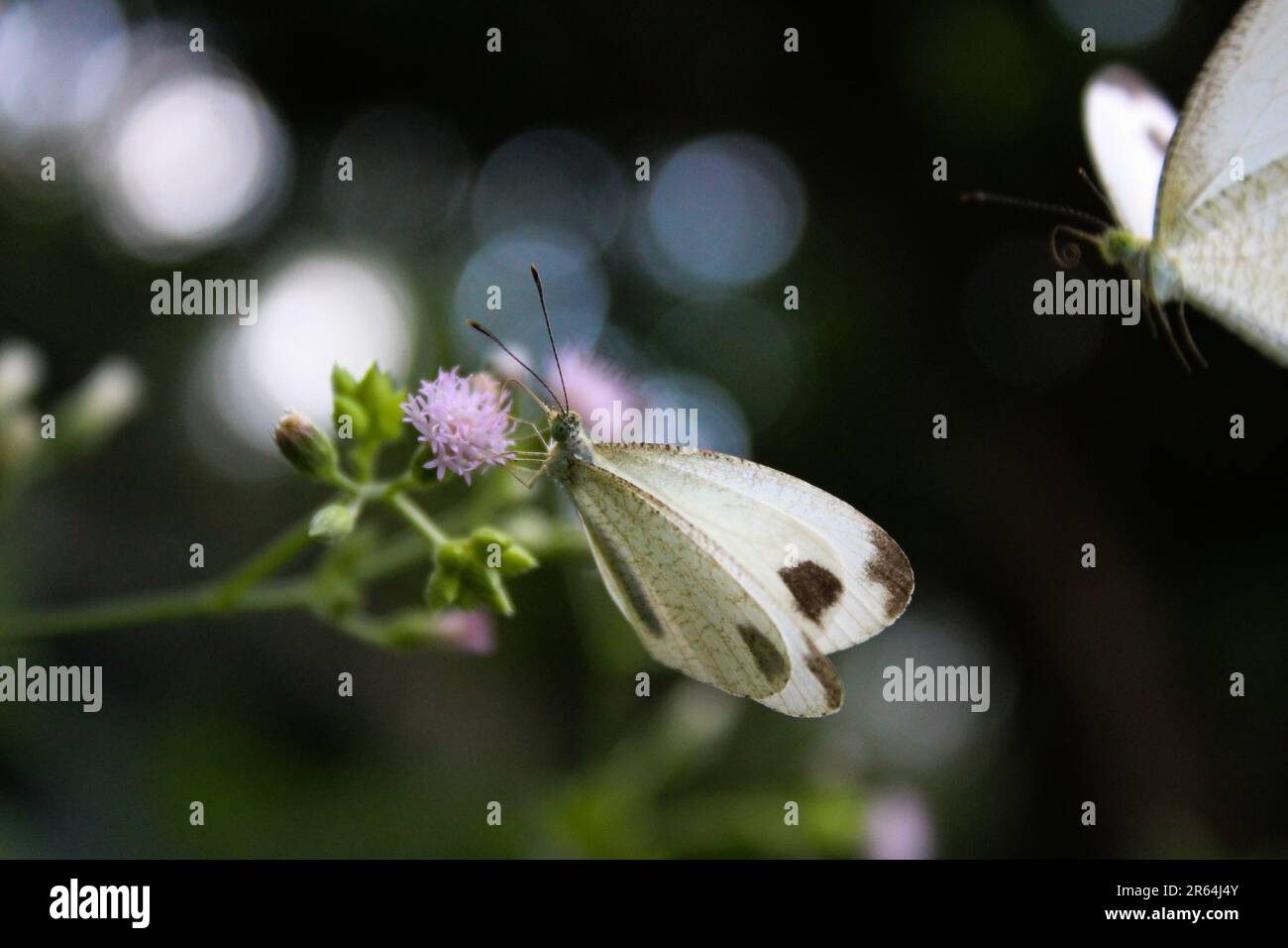 Dreamy background with two butterfly flying and playing on flowers. for ...