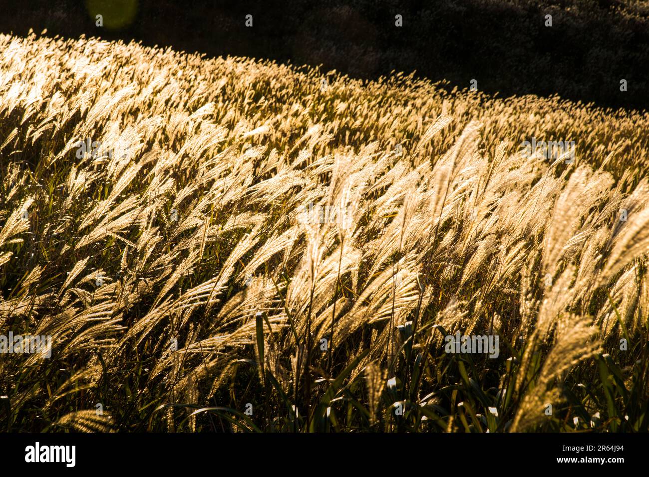 Grass glitter hi-res stock photography and images - Alamy